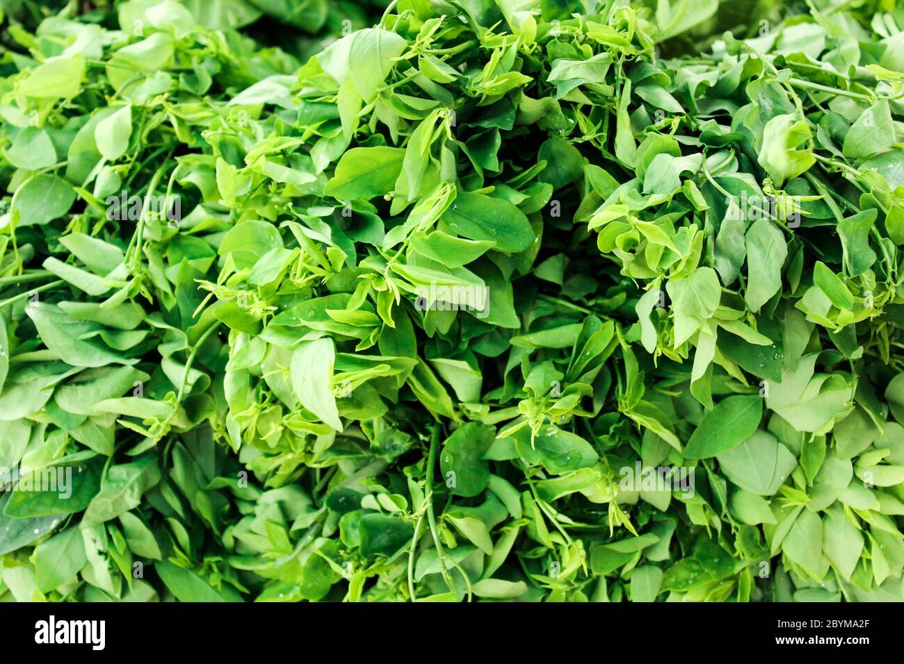 Pak wan tree hi-res stock photography and images - Alamy