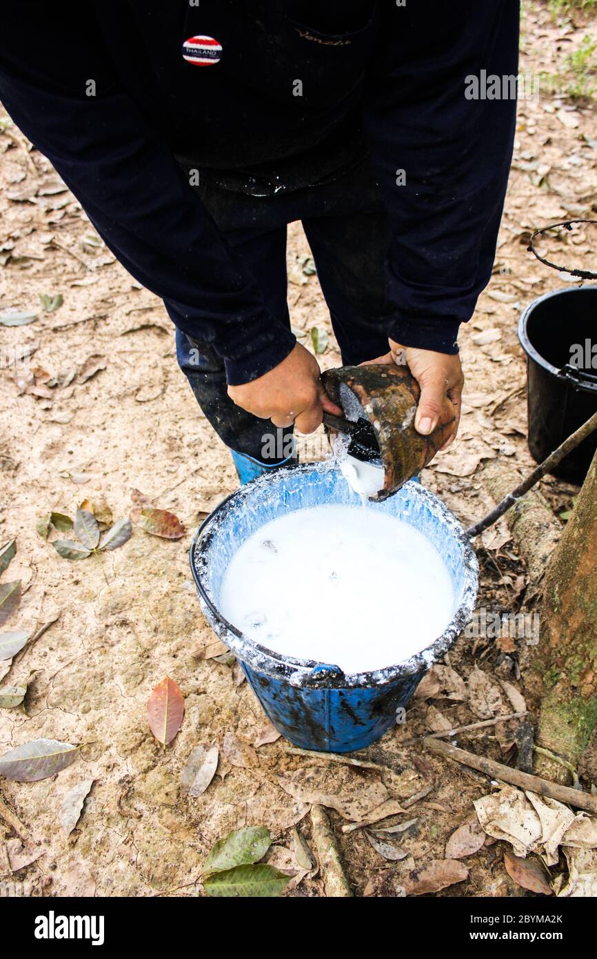 gardener rubber harvest water rubber milk Stock Photo - Alamy