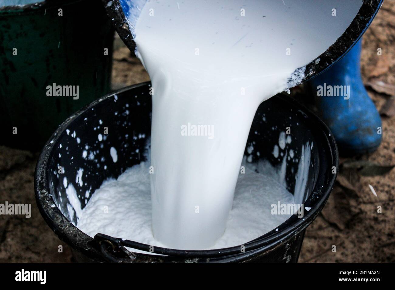 gardener rubber harvest white water rubber milk agriculture is on the ...