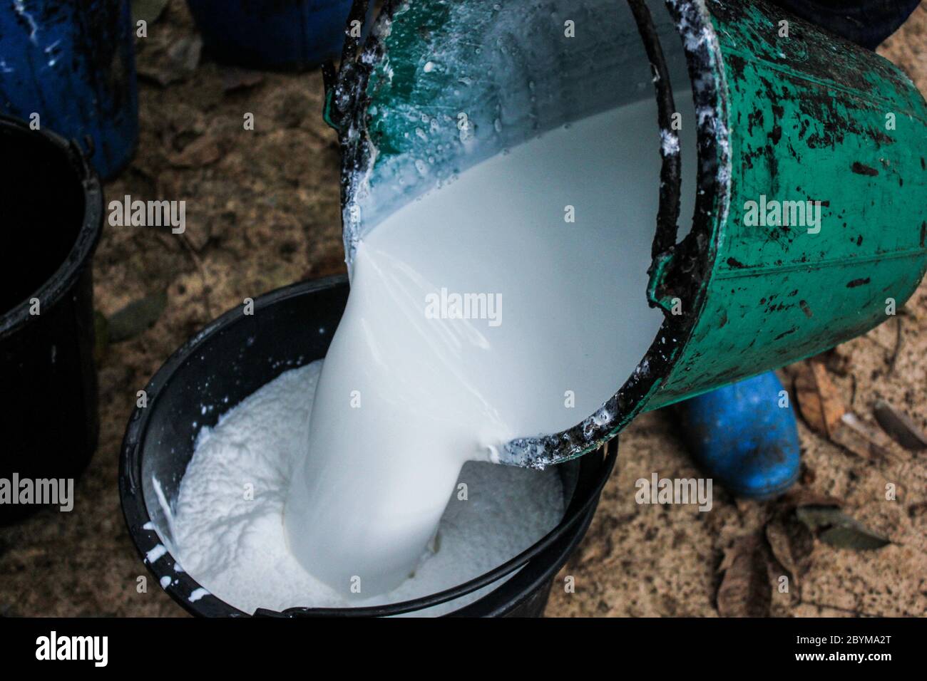 gardener rubber harvest white water rubber milk agriculture is on the ...