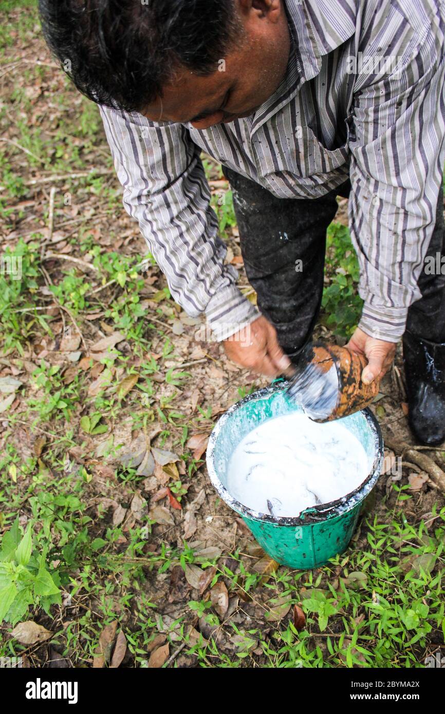 gardener rubber harvest water rubber milk Stock Photo - Alamy