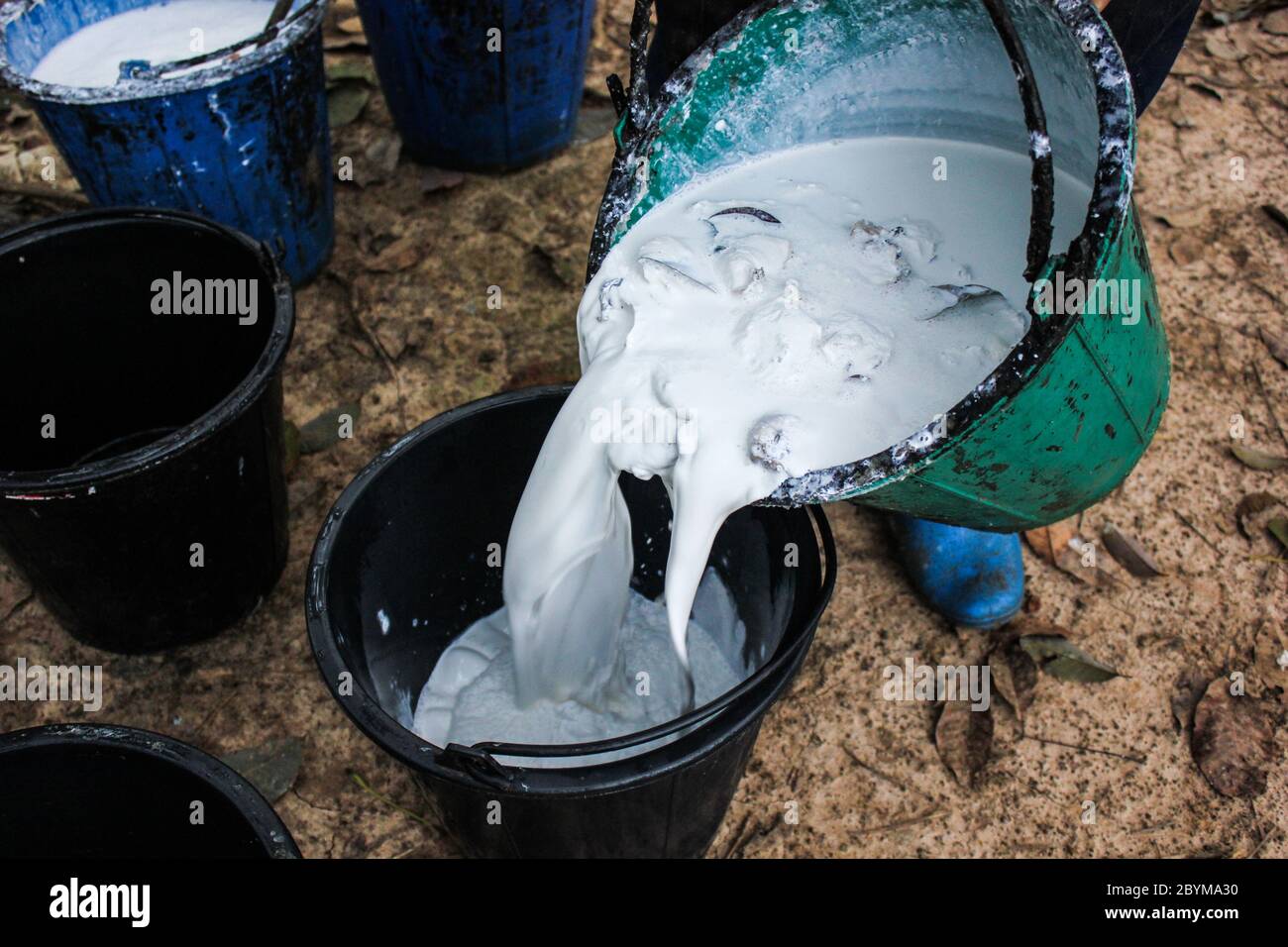 gardener rubber harvest white water rubber milk agriculture is on the ...