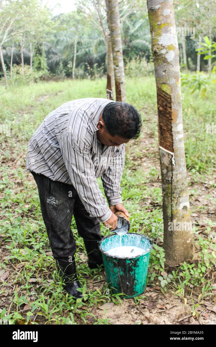gardener rubber harvest water rubber milk Stock Photo - Alamy