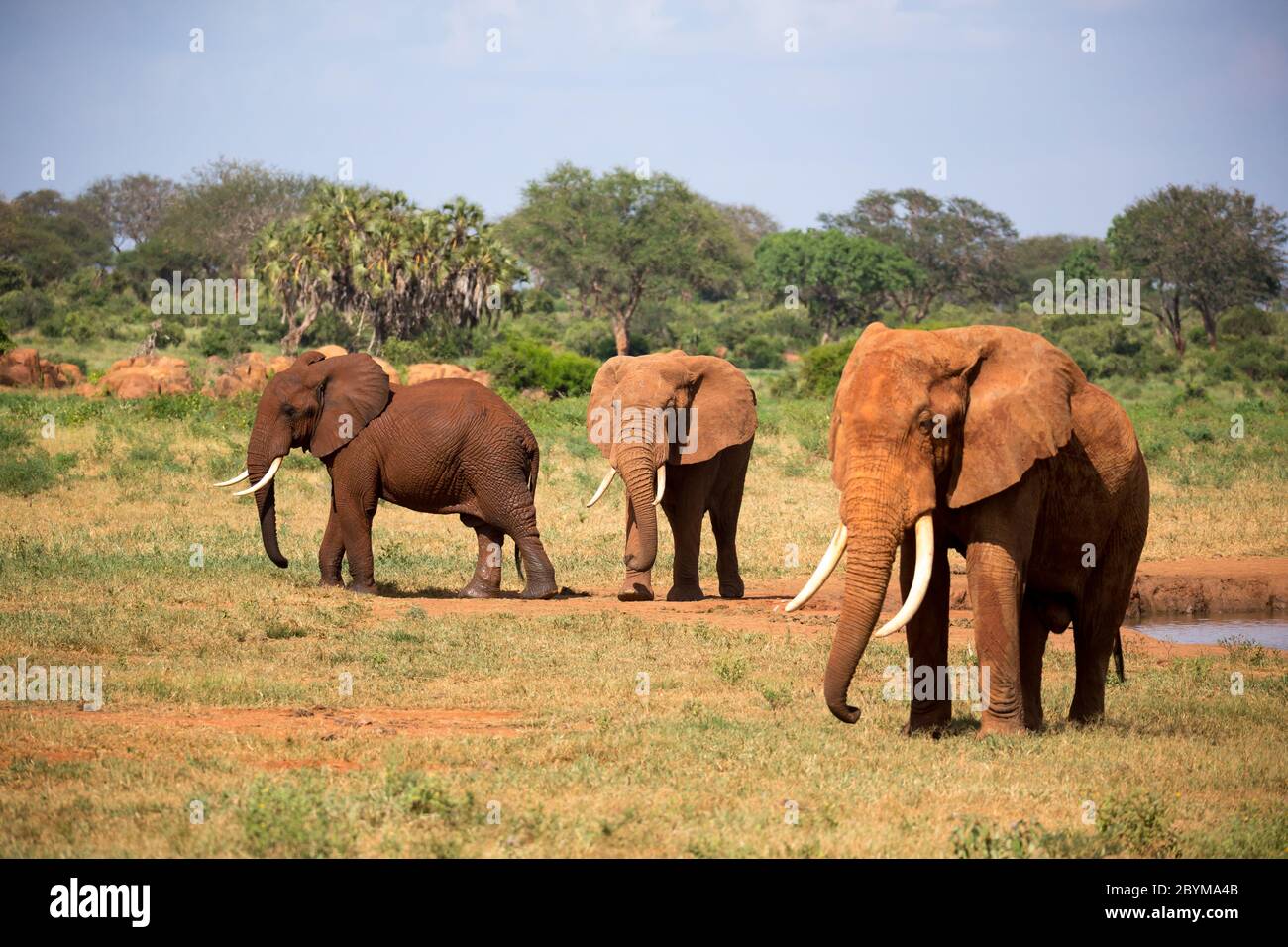 The family of red elephants at a water hole in the middle of the ...