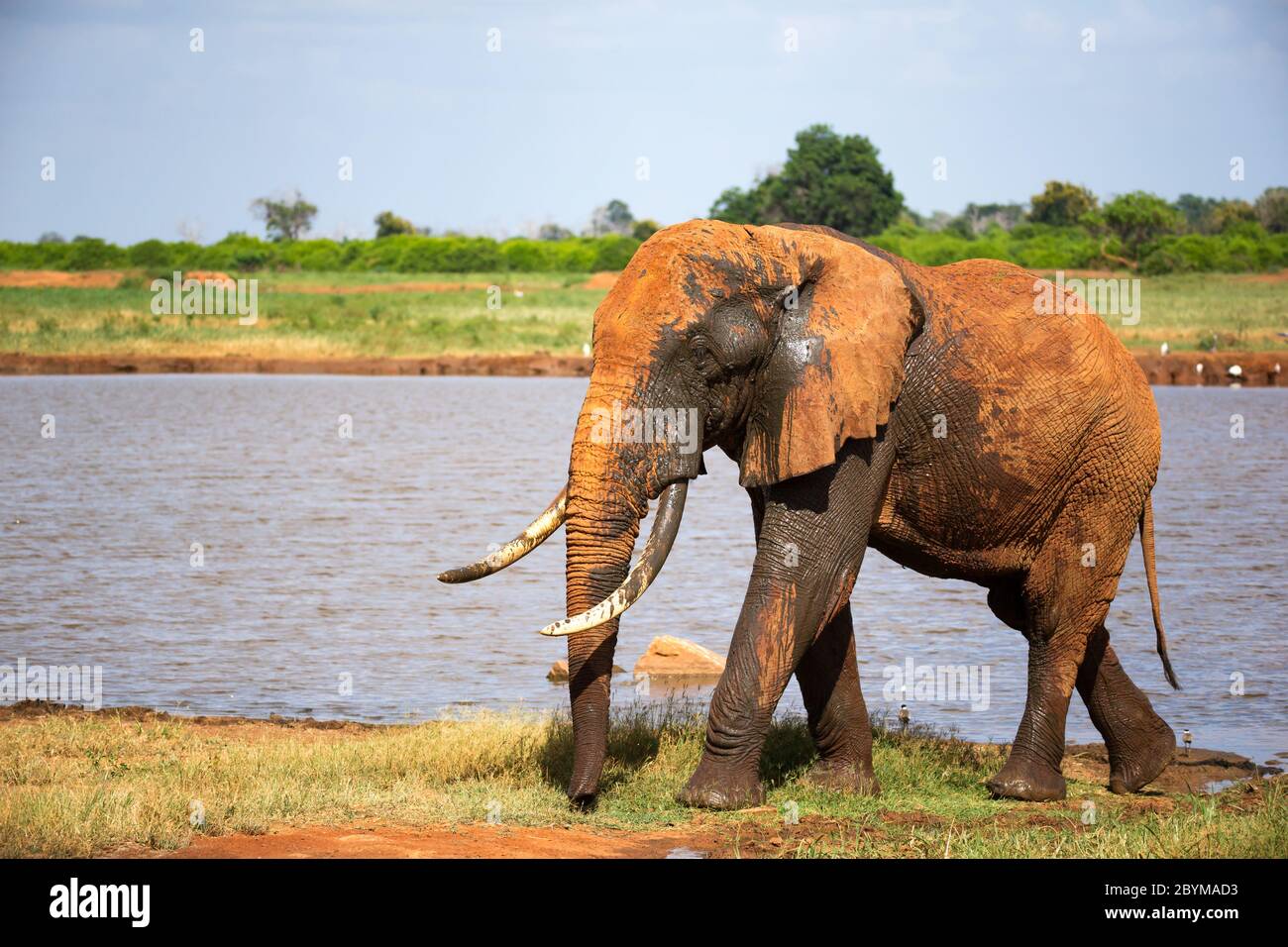 One big red elephant after bathing near a water hole Stock Photo - Alamy