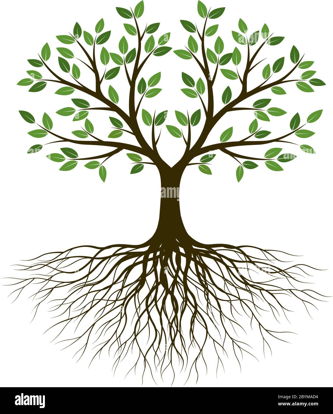 Tree Roots Vector