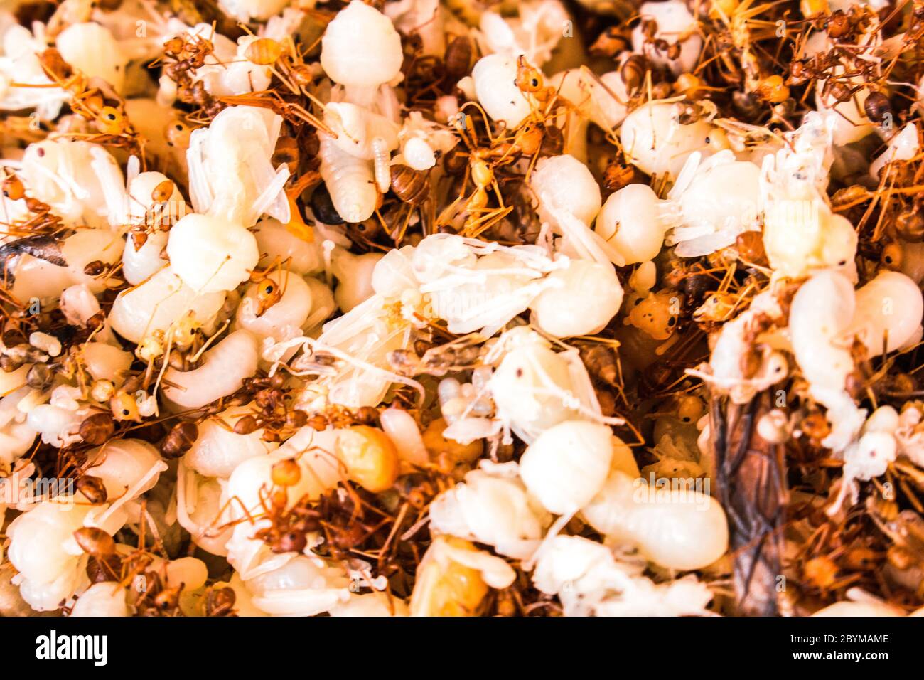thai food cooking fried red ant and egg with oil coconut Stock Photo ...
