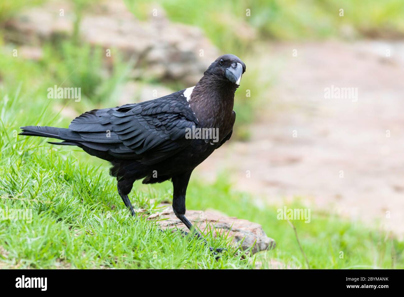 Curious crow hi-res stock photography and images - Alamy