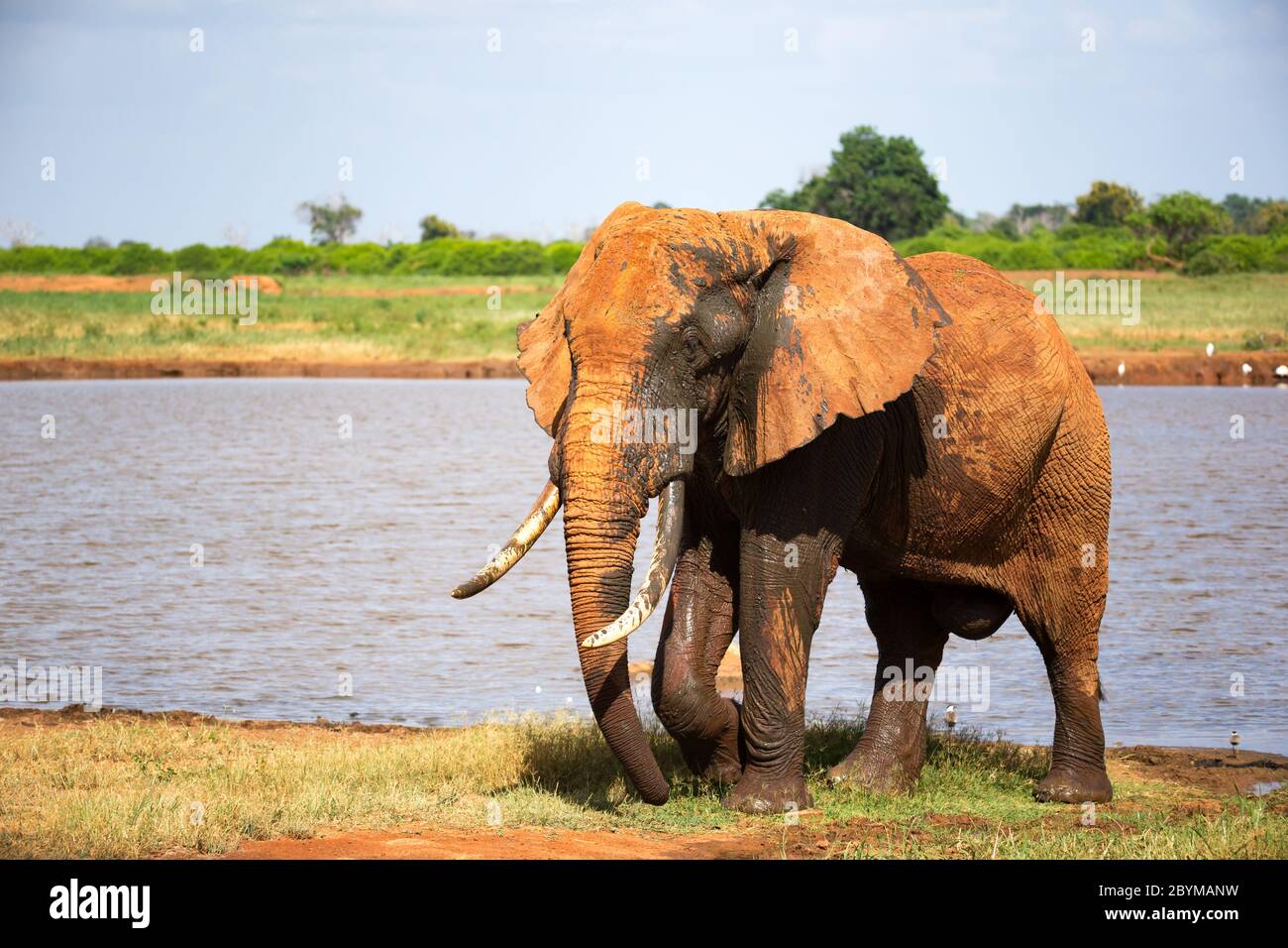 One big red elephant after bathing near a water hole Stock Photo - Alamy