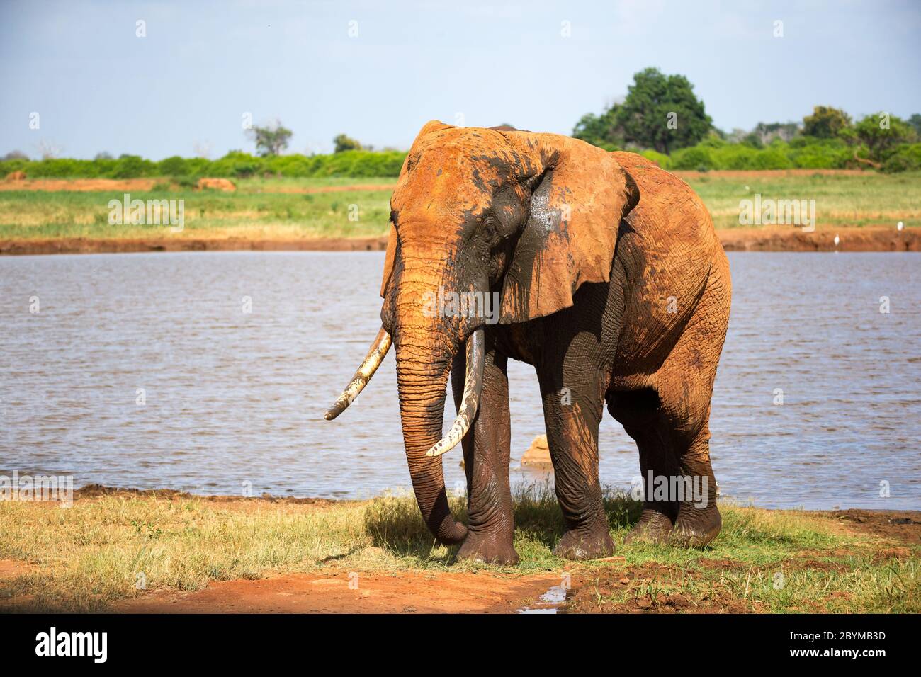 One big red elephant after bathing near a water hole Stock Photo - Alamy