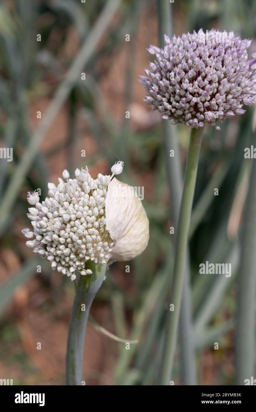 beautiful purple onion flowers that hatch in a field. the beauty of ...