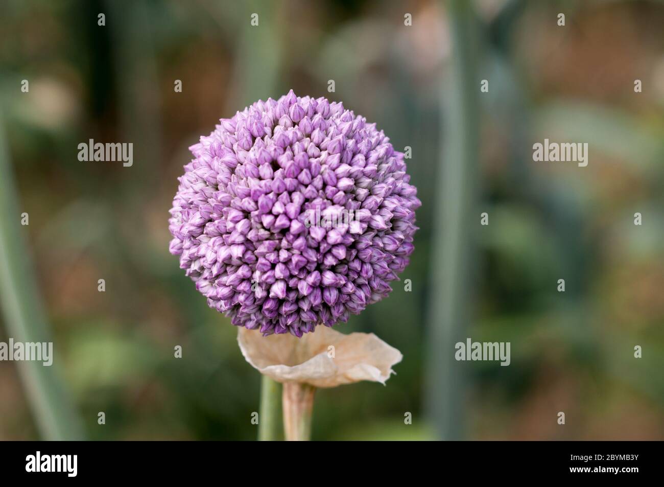 Spring bulb flowers in a border hi-res stock photography and images - Alamy