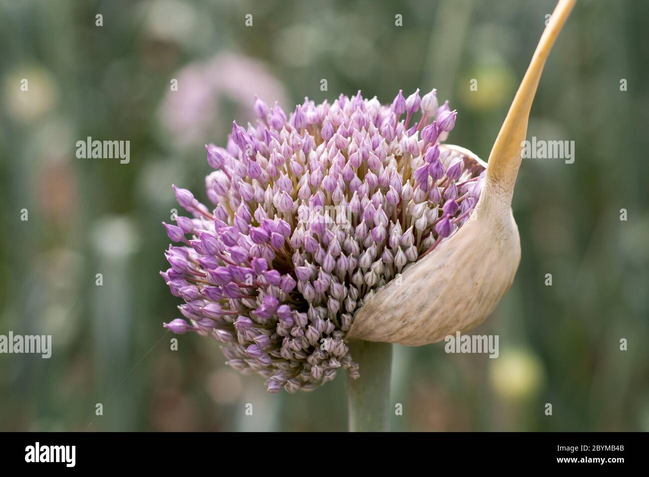 beautiful purple onion flowers that hatch in a field. the beauty of ...