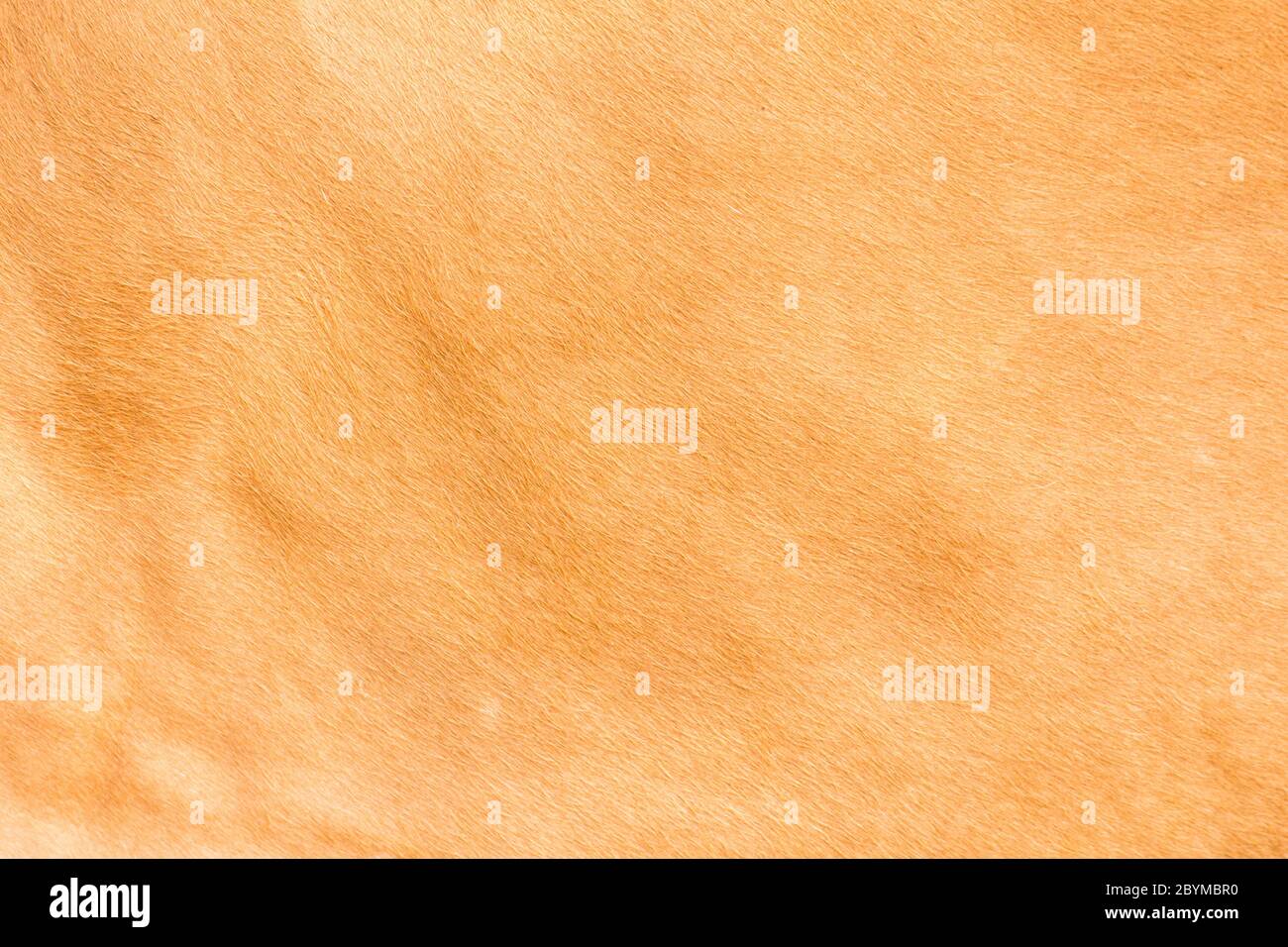 brown cow skin texture pattern background, asia thai agriculture Stock ...