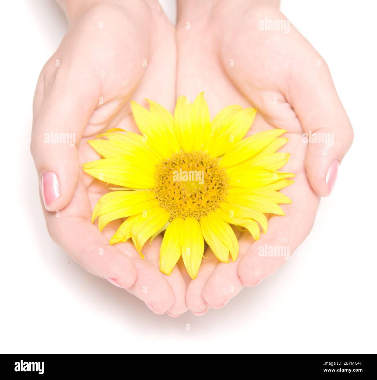 Hand holding sunflower hi-res stock photography and images - Alamy
