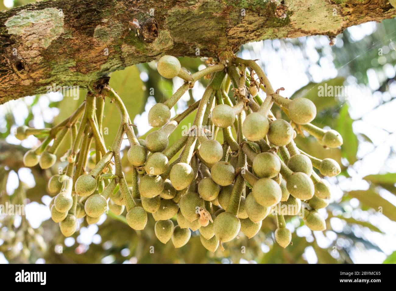 Durian flower hi-res stock photography and images - Alamy
