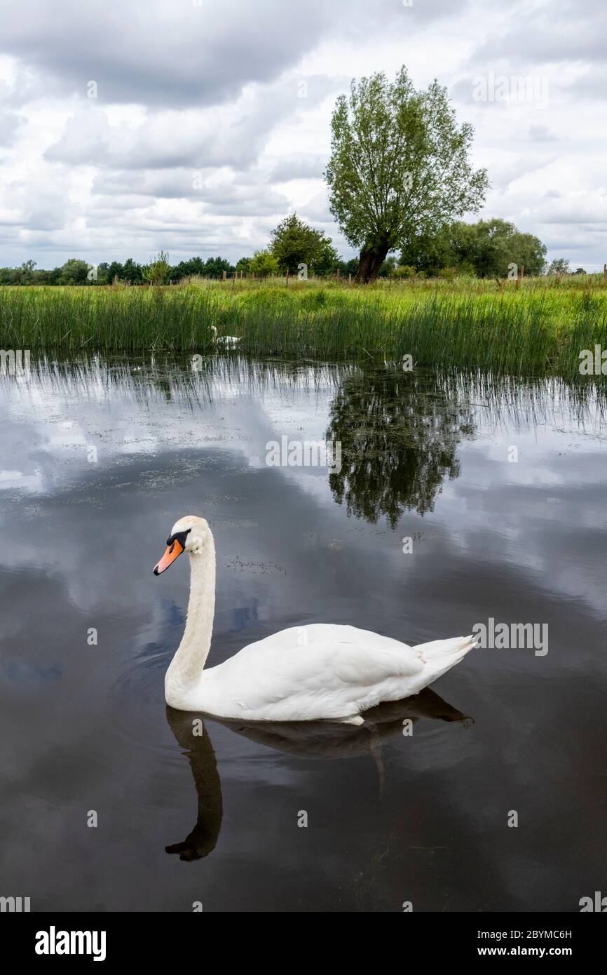 A mute swan on the Snipe Pool in early June at the Coombe Hill Canal ...