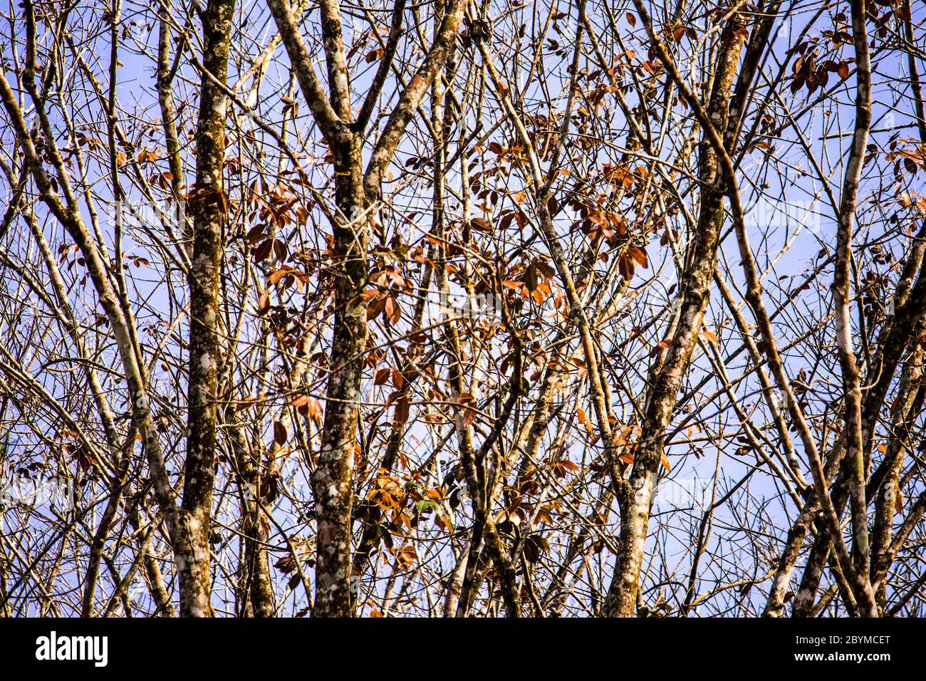 tree rubber abstract background Stock Photo - Alamy