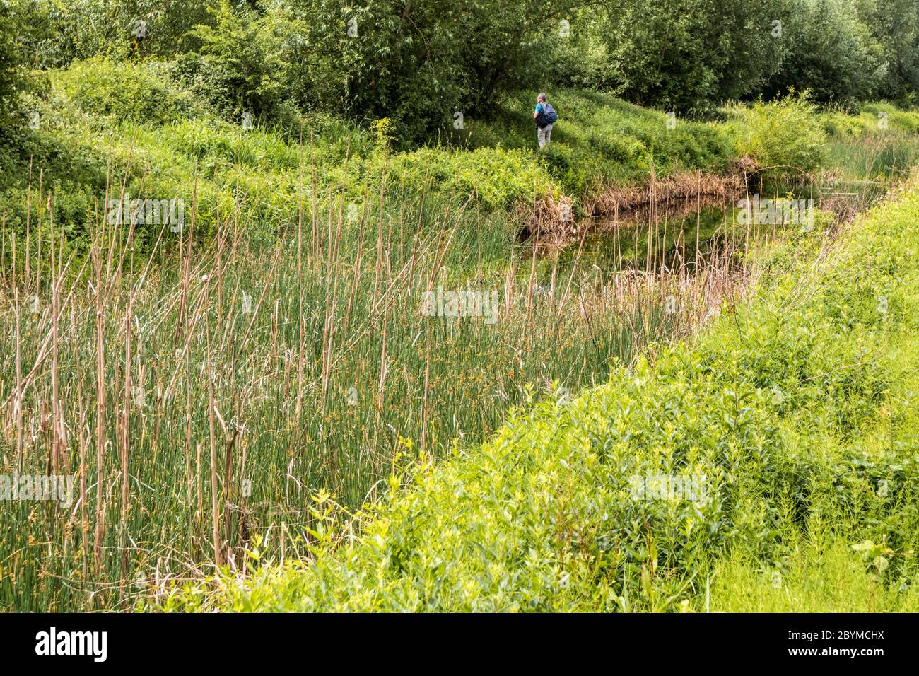 Early June at the Coombe Hill Canal and Meadows Nature Reserve ...