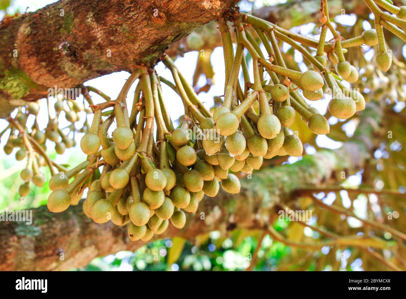 bunch of durian flower on tree abstract background Stock Photo - Alamy