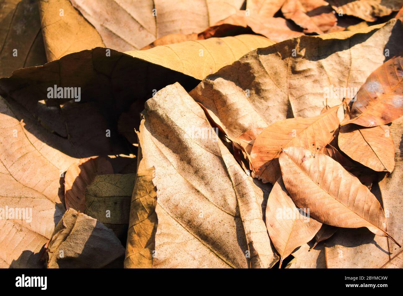 Withered leaves on tree branch hi-res stock photography and images - Alamy