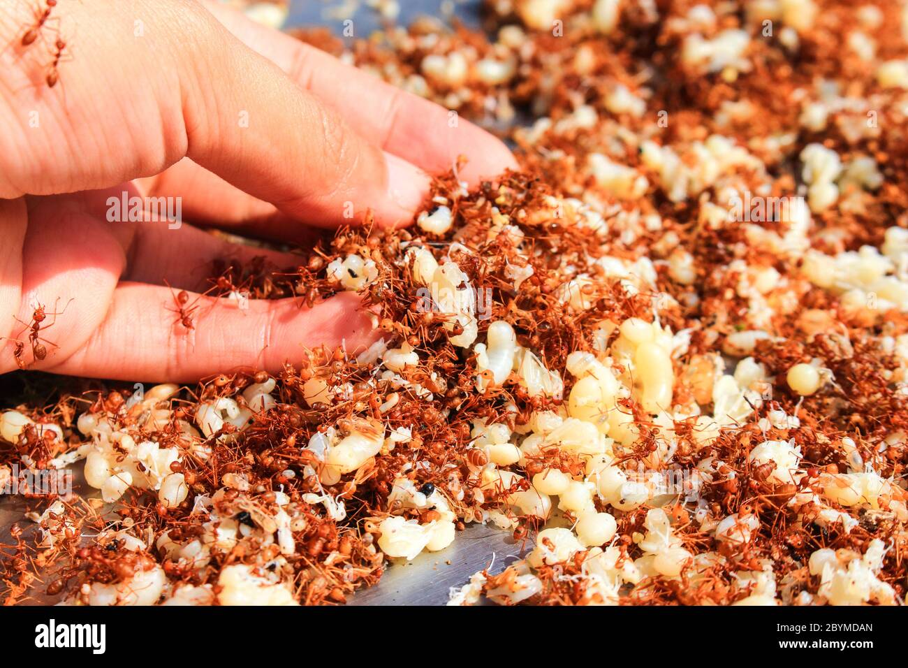 Thai red tree ant hi-res stock photography and images - Alamy