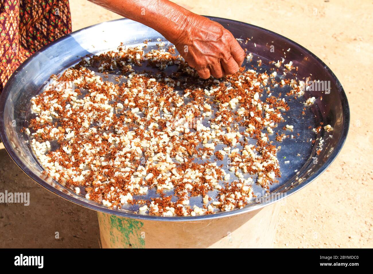 old woman select red ant and egg, thai food cooking fried red ant and ...