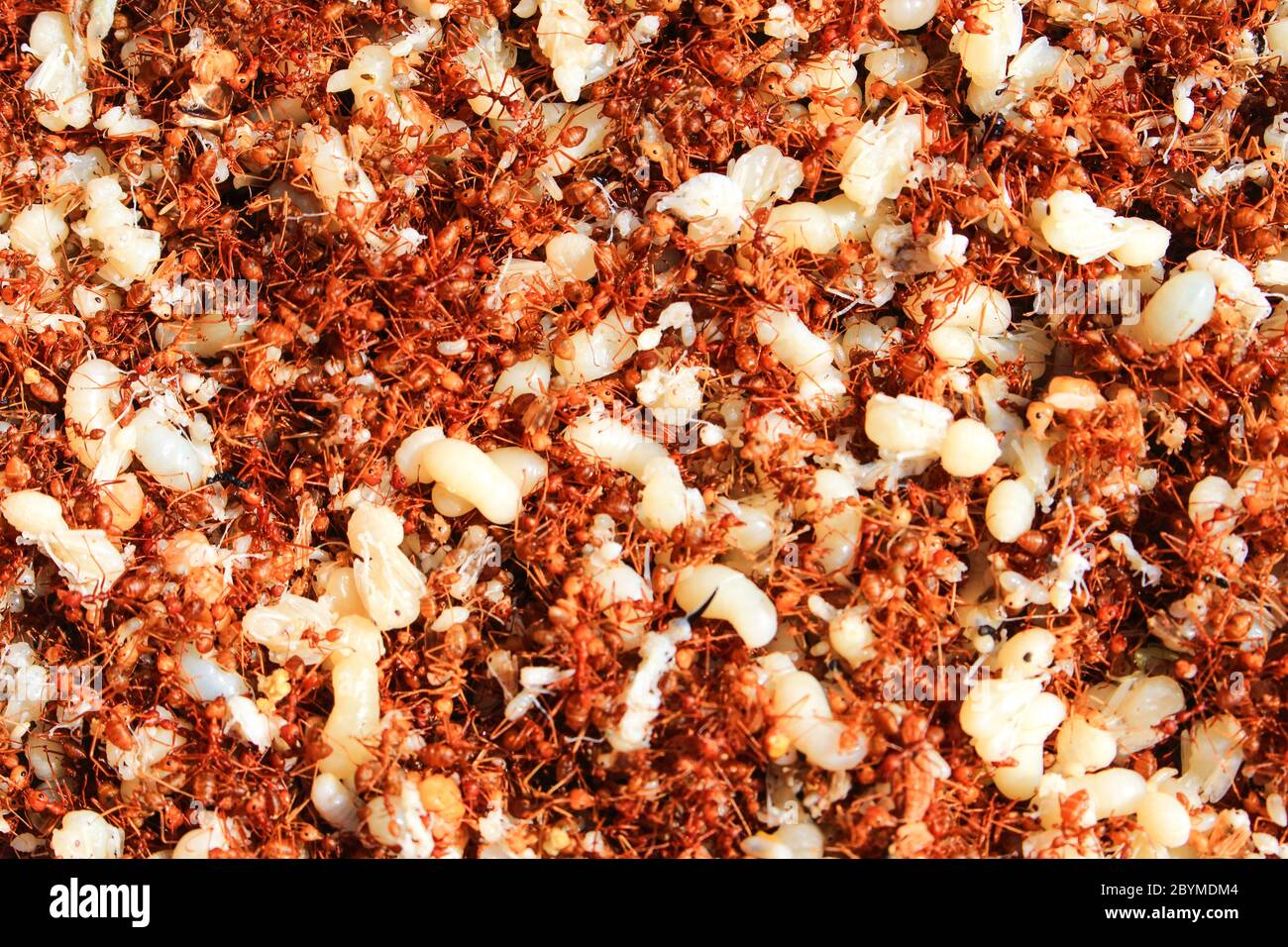 thai food cooking fried red ant and egg with oil coconut Stock Photo ...