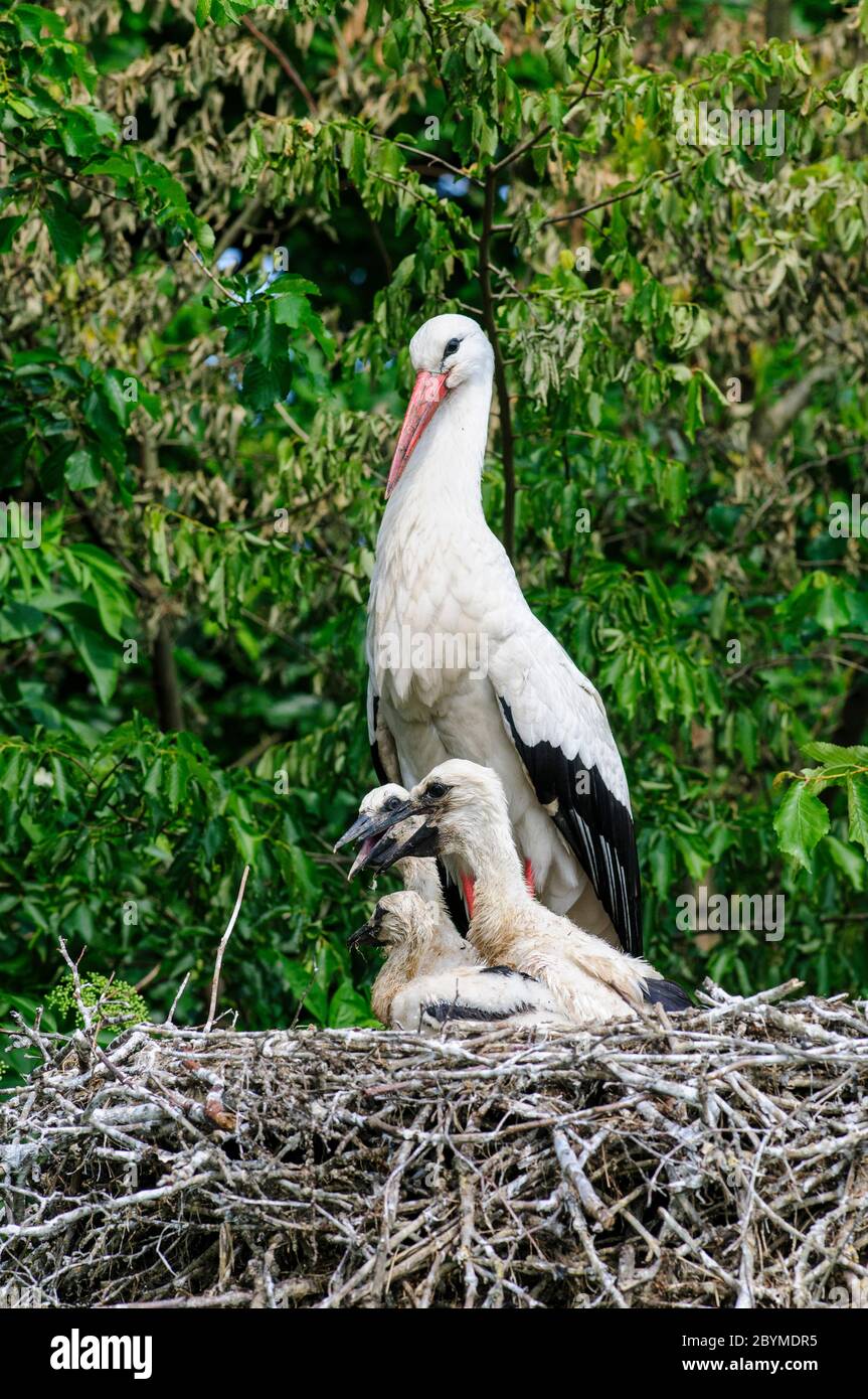 White stork on a nest with young chicks Stock Photo - Alamy