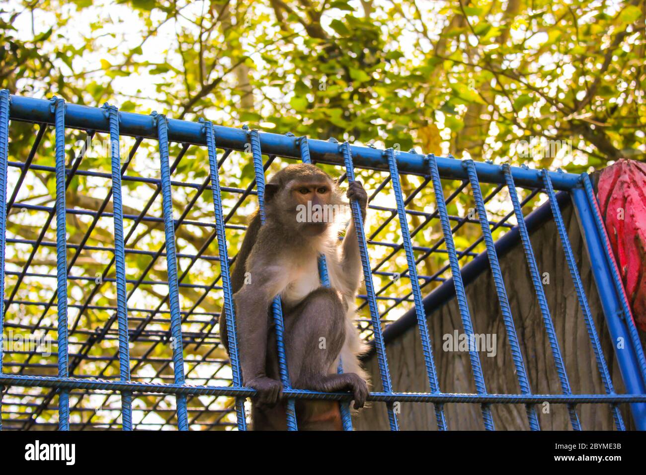 Monkey hand behind cage zoo hi-res stock photography and images - Alamy