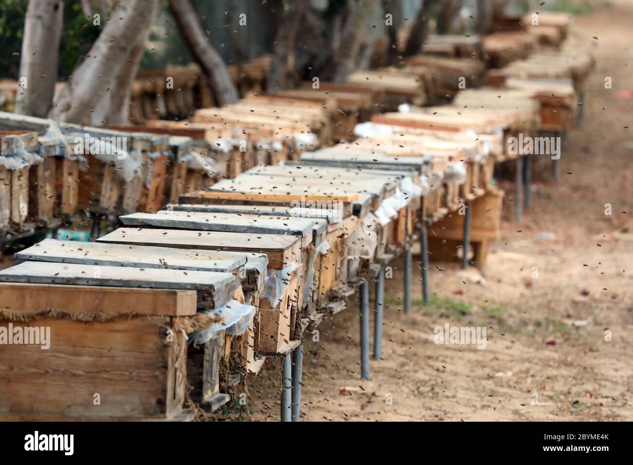 26.03.2019, Dubai, , United Arab Emirates - Bee hives on a farm ...