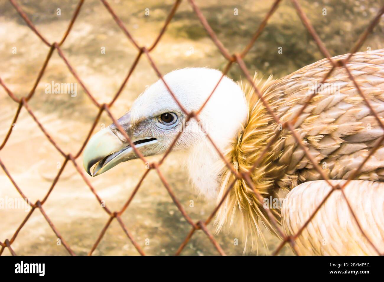 white falcon in the cage, animal zoo Stock Photo - Alamy