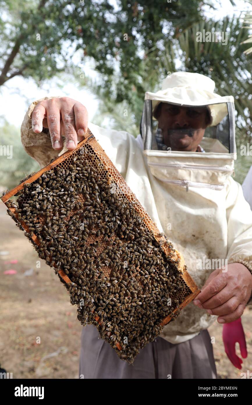 26.03.2019, Dubai, , United Arab Emirates - Beekeeper showing a ...