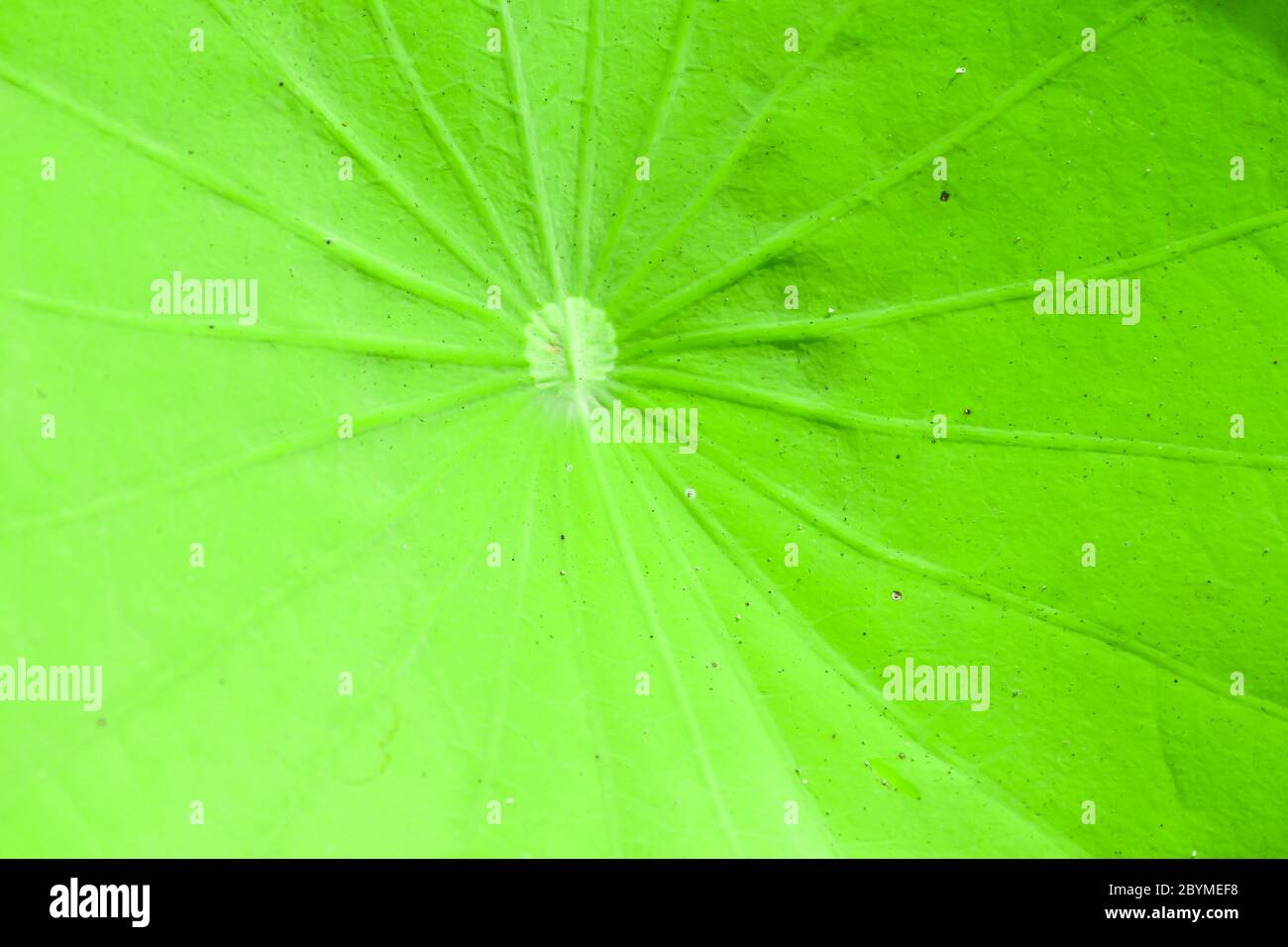 fresh green lotus leaf background Stock Photo - Alamy