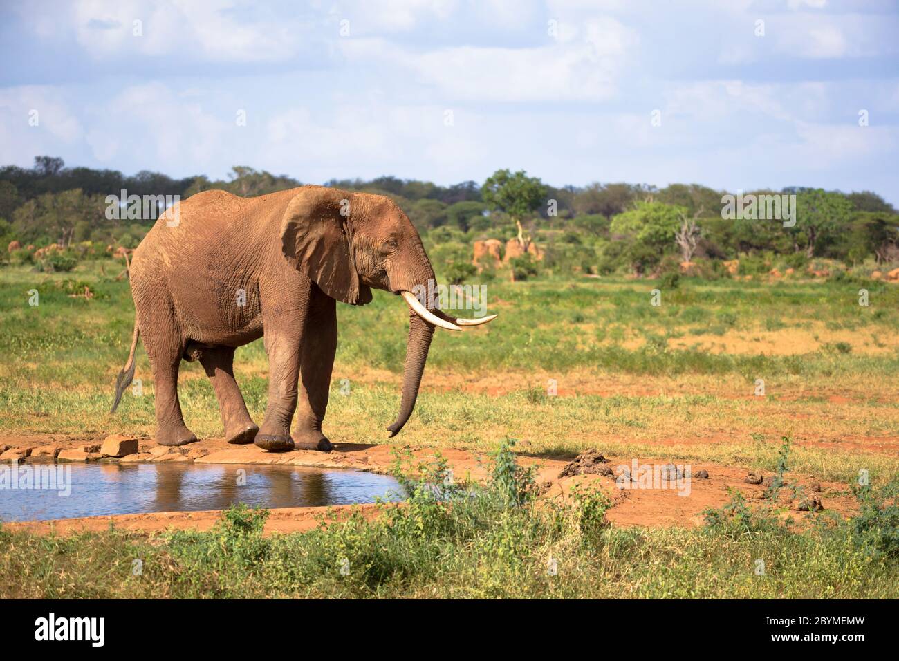 One big red elephant is walking on the bank of a water hole Stock Photo ...