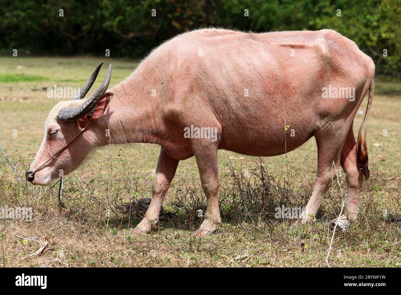 Red cow hi-res stock photography and images - Alamy
