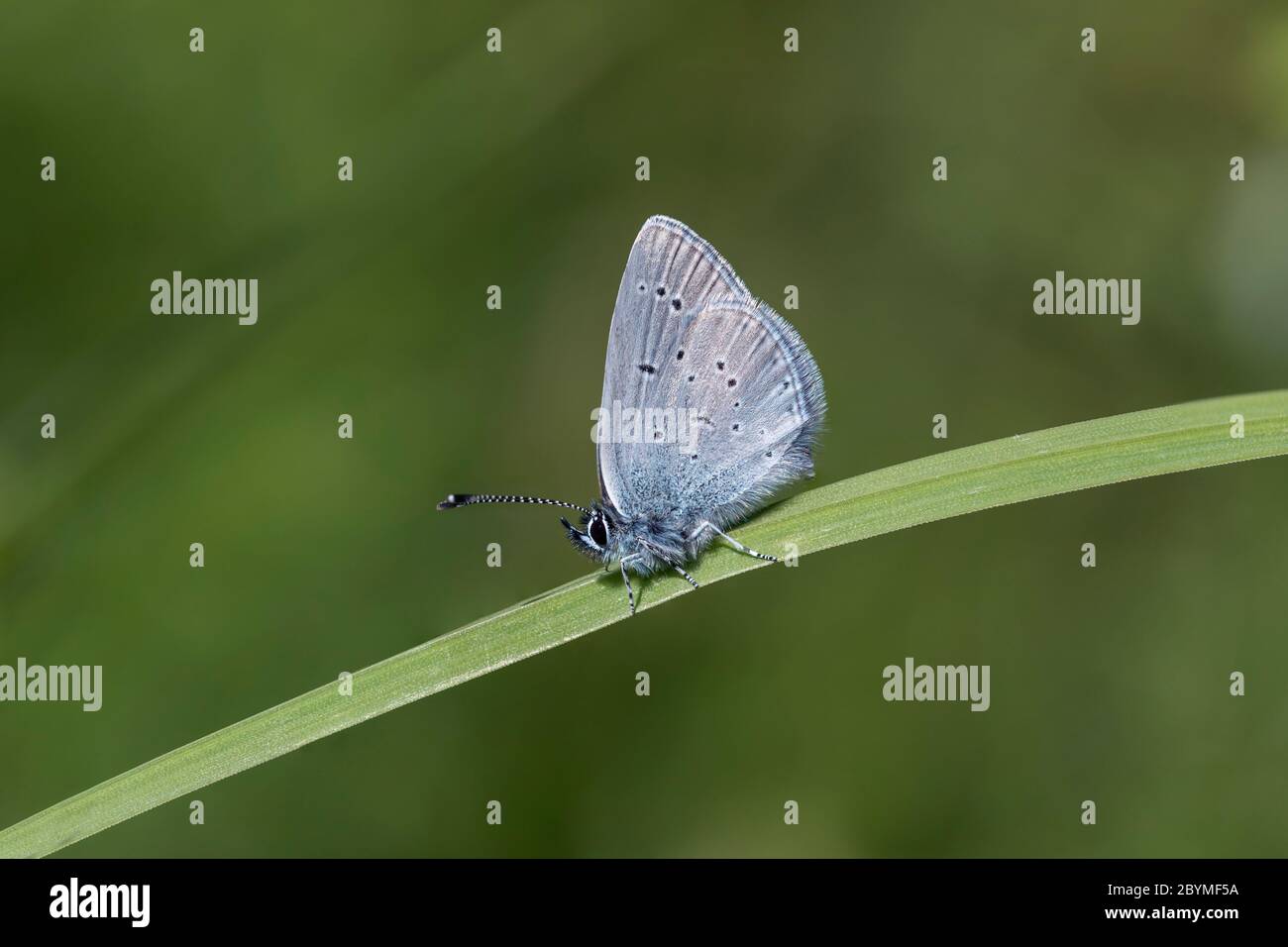 Small Blue Butterfly; Cupido minimus; Male; UK Stock Photo - Alamy