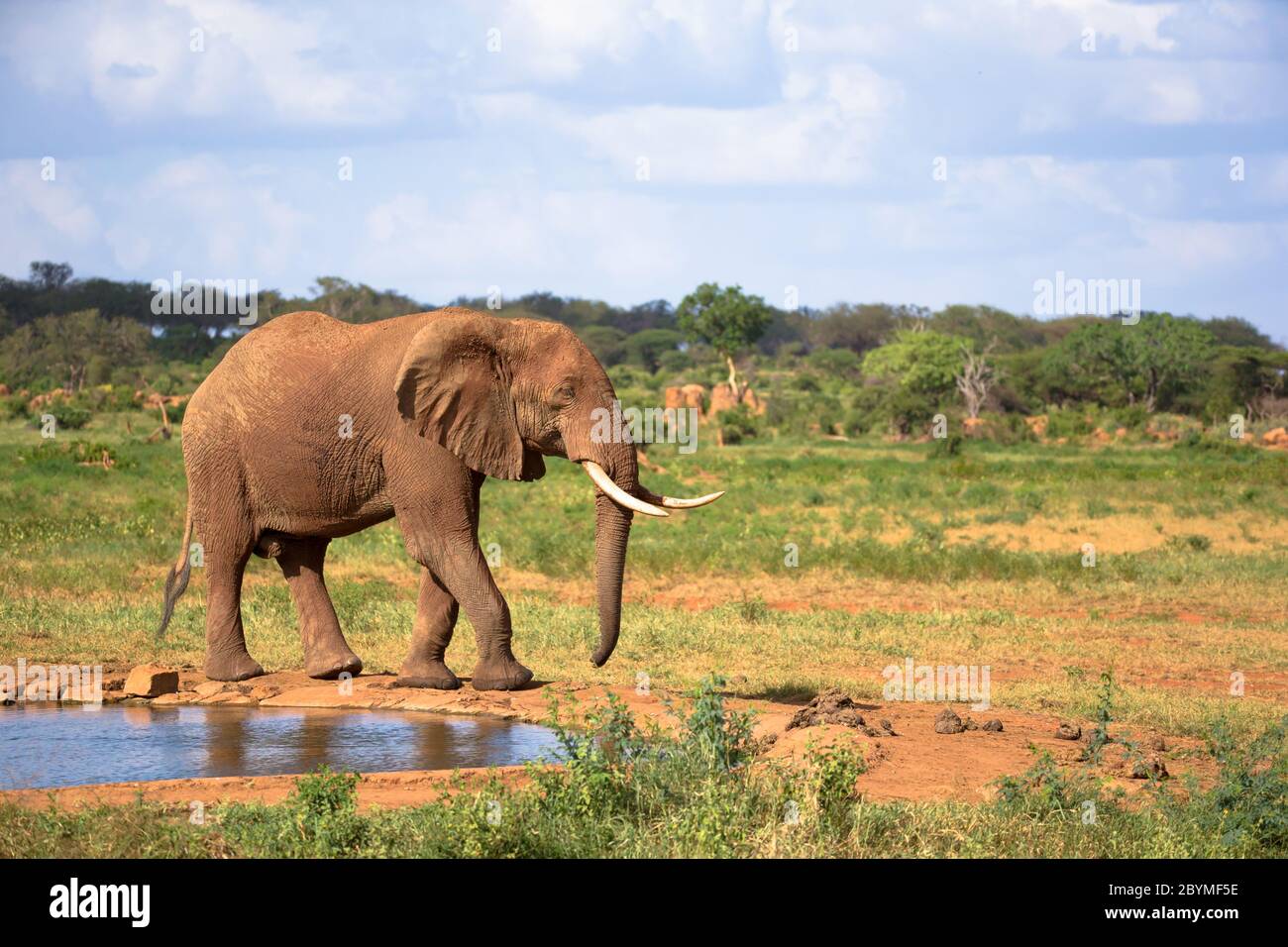Hwange elephant watering hi-res stock photography and images - Alamy