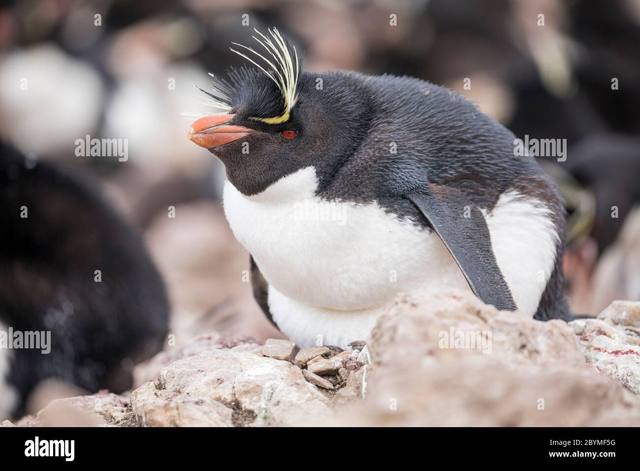 Southern Rockhopper Penguin; Eudyptes chrysocome; Falklands Stock Photo ...