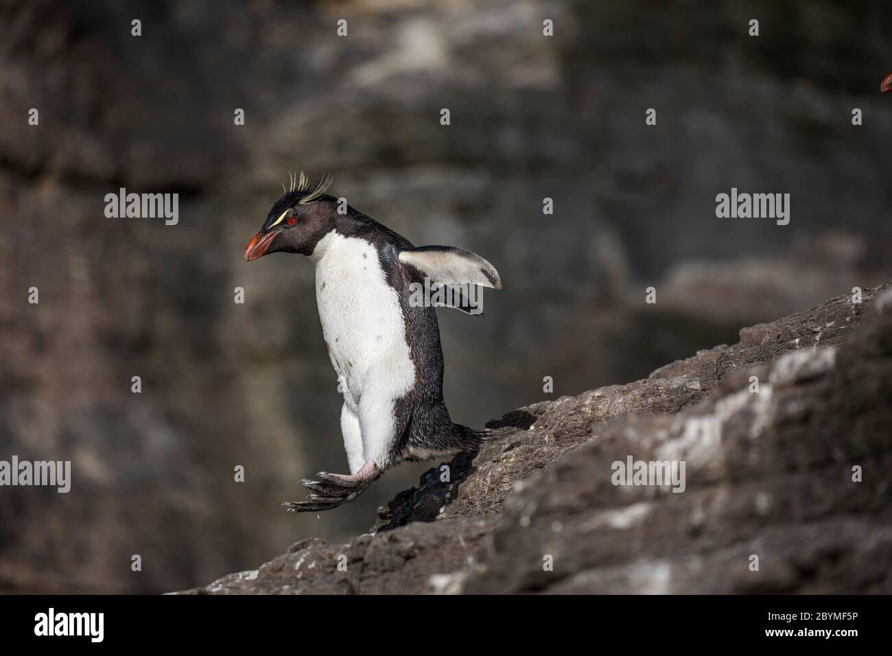 Southern Rockhopper Penguin; Eudyptes chrysocome; Jumping; Falklands ...