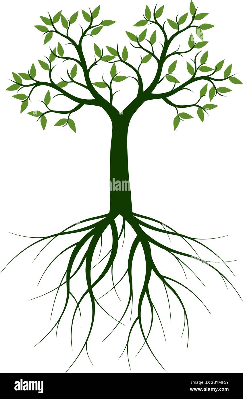 Green Spring Tree with Roots. Vector outline Illustration. Plant in ...