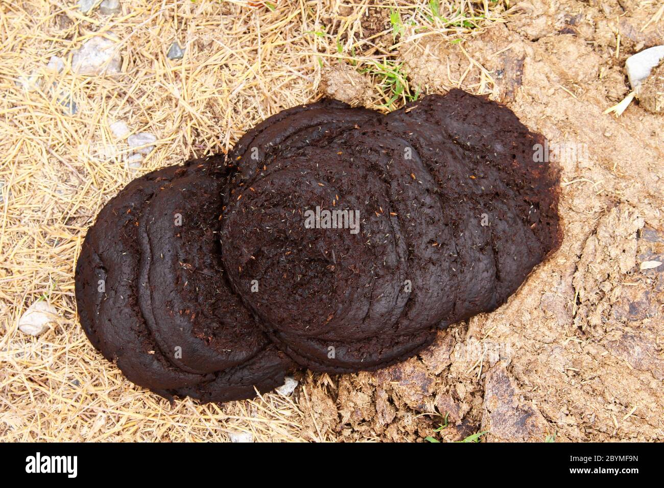 dry cow dung and fly is dirty subject which yield manure organic ...