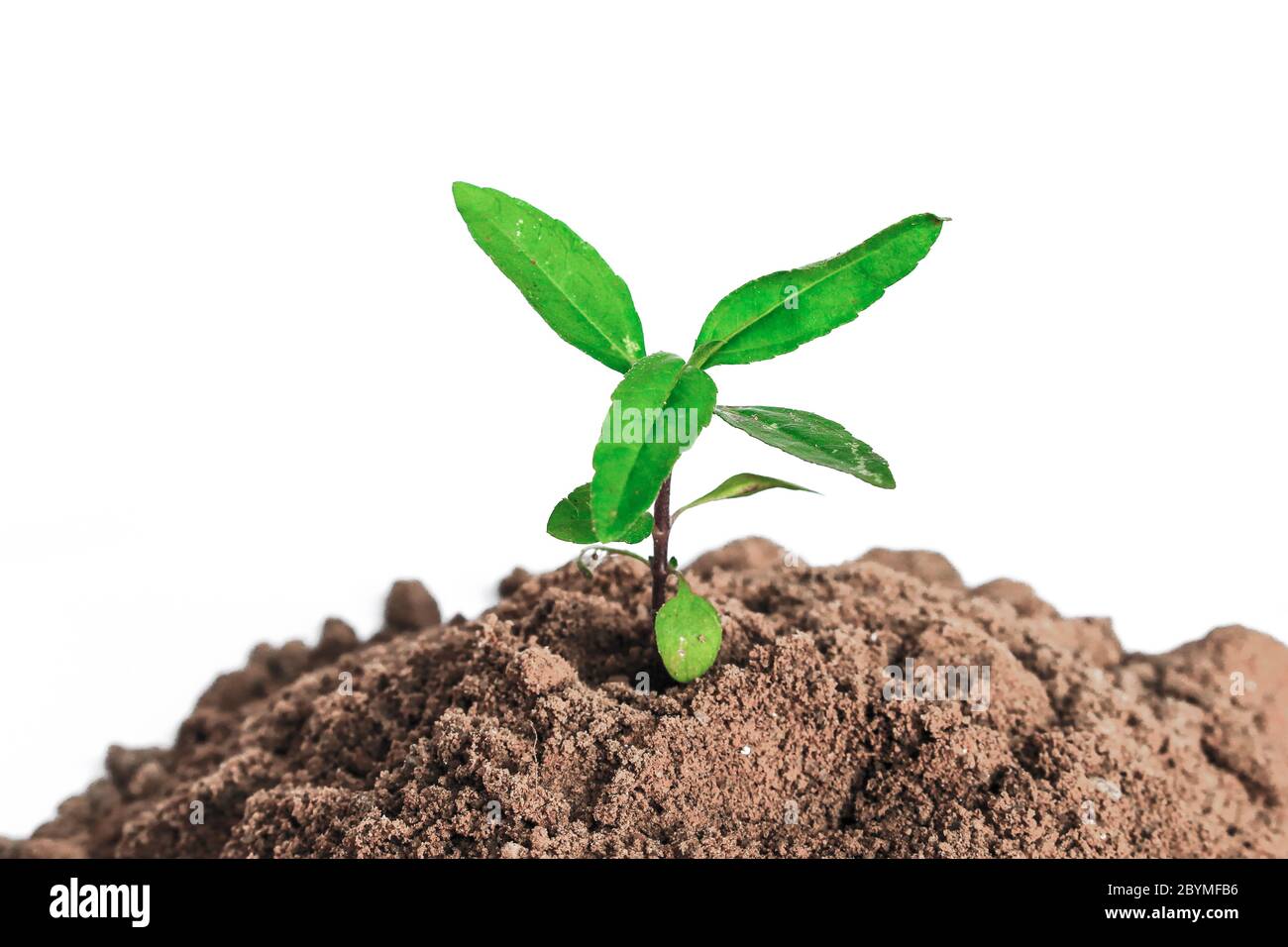 green sprout growing from seed isolated on white background Stock Photo ...
