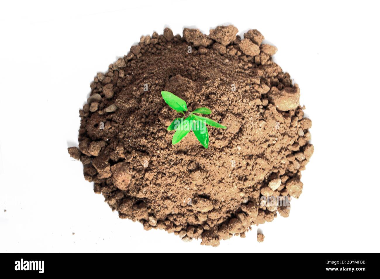 green sprout growing from seed isolated on white background Stock Photo ...