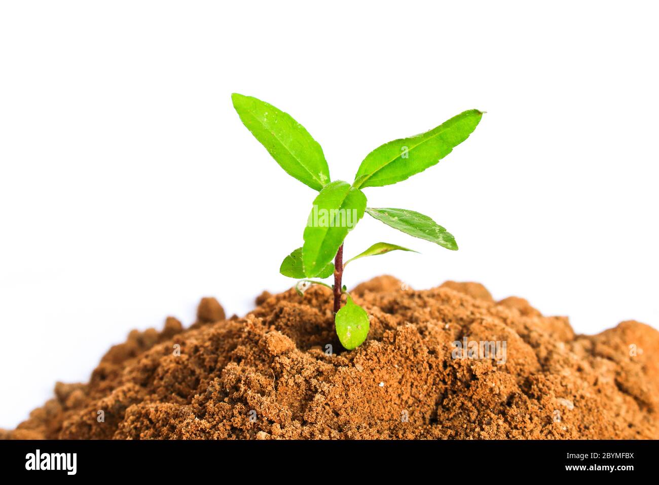 green sprout growing from seed isolated on white background Stock Photo ...