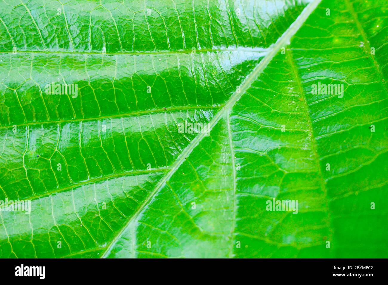 green leaves texture background Stock Photo - Alamy