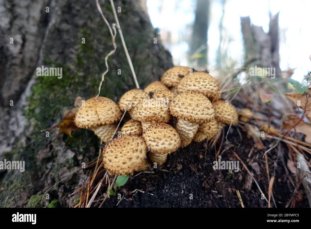 Hallimash hi-res stock photography and images - Alamy