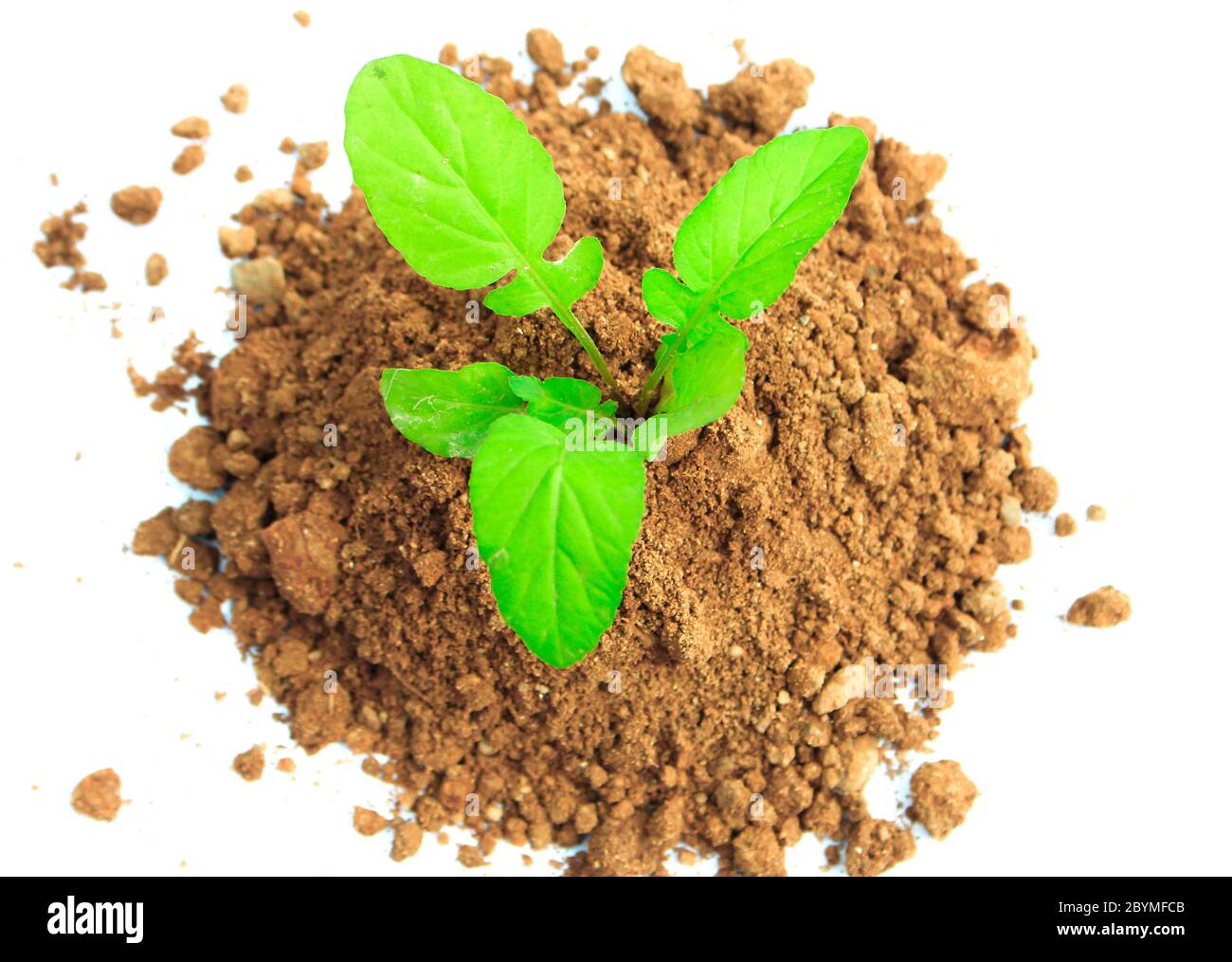 green sprout growing from seed isolated on white background Stock Photo ...