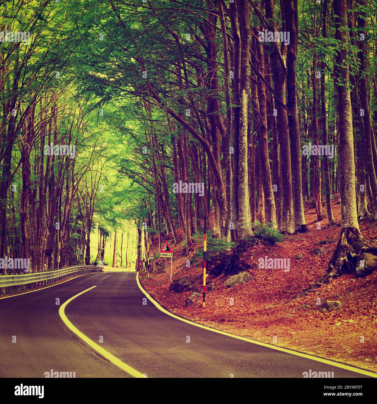Straight road with tree canopy hi-res stock photography and images - Alamy