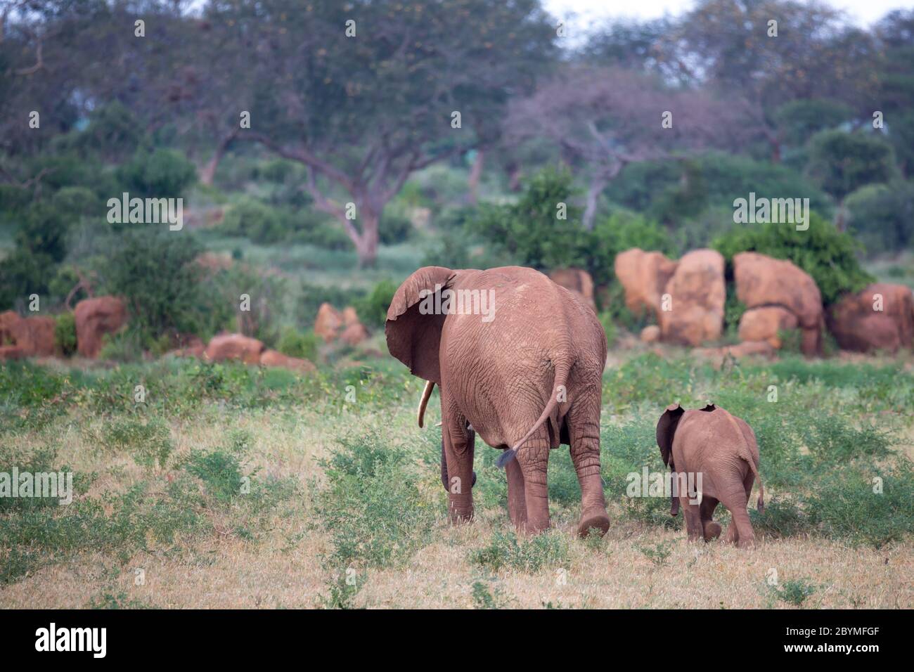 The large family of red elephants on their way through the Kenyan ...